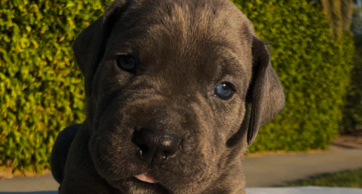 PUPPIES – KING CORSO KENNEL