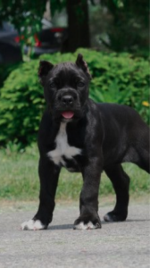 PUPPIES – KING CORSO KENNEL