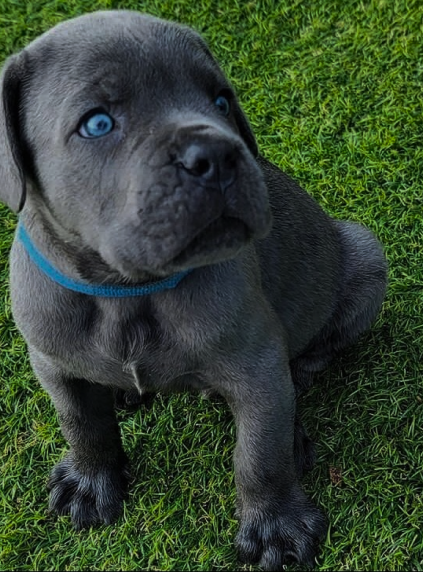 PUPPIES – KING CORSO KENNEL