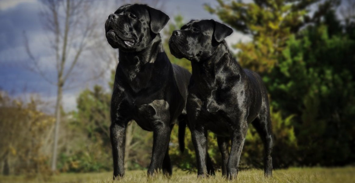 About Our King Corso Breeders - King Corso Kennel