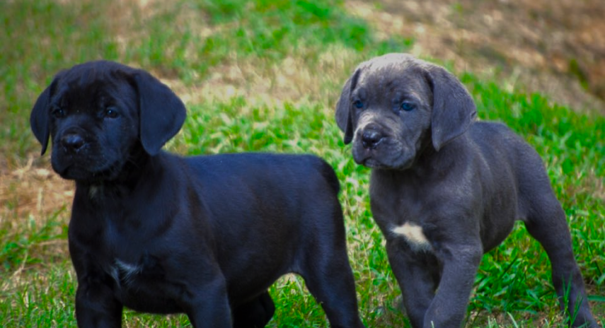 PUPPIES – KING CORSO KENNEL