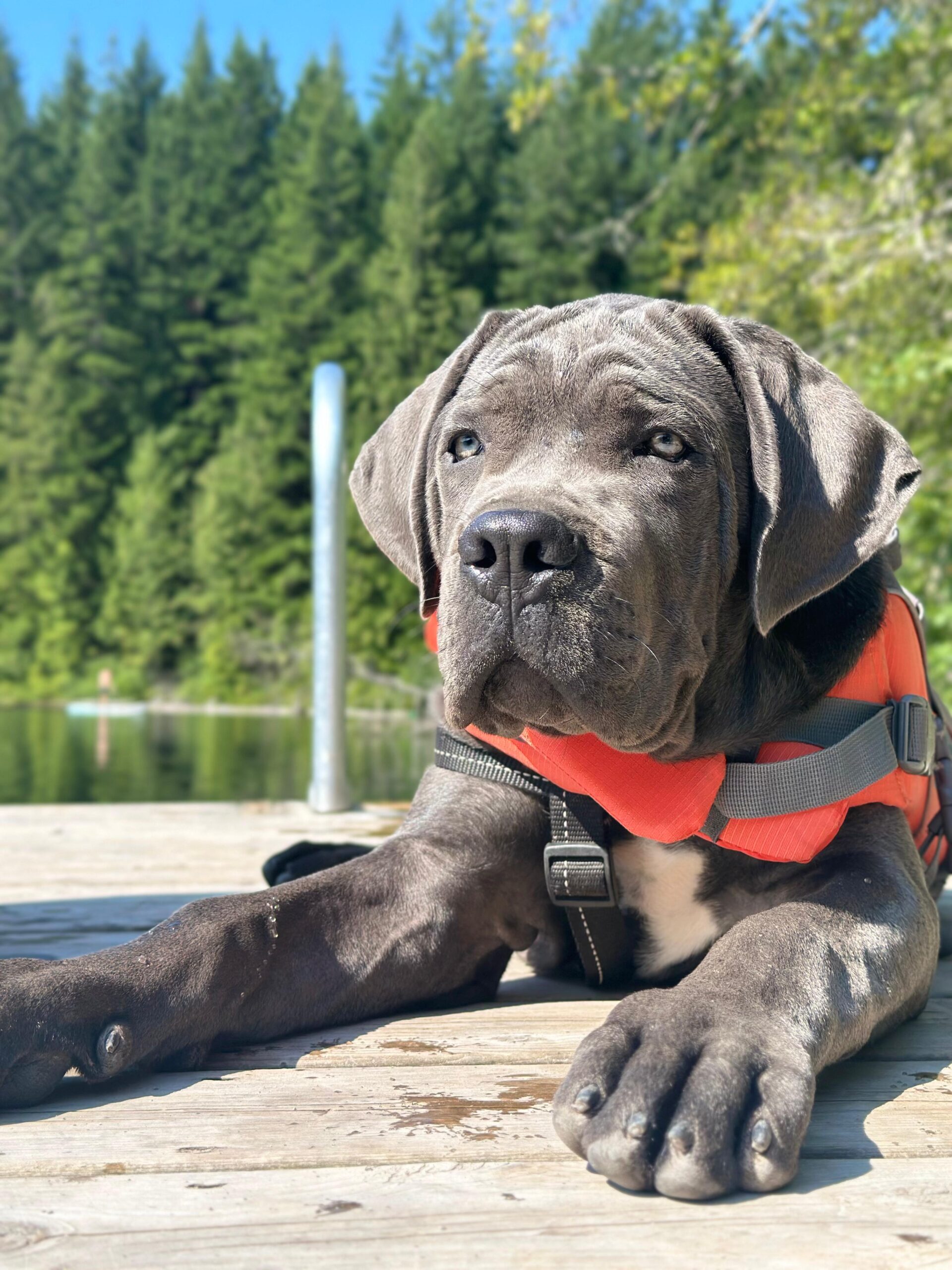 Cane Corso Puppies Available - Champion Bloodline Puppies for Sale