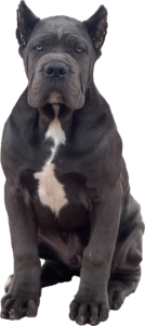 Available Cane Corso Puppies - King Corso Kennel