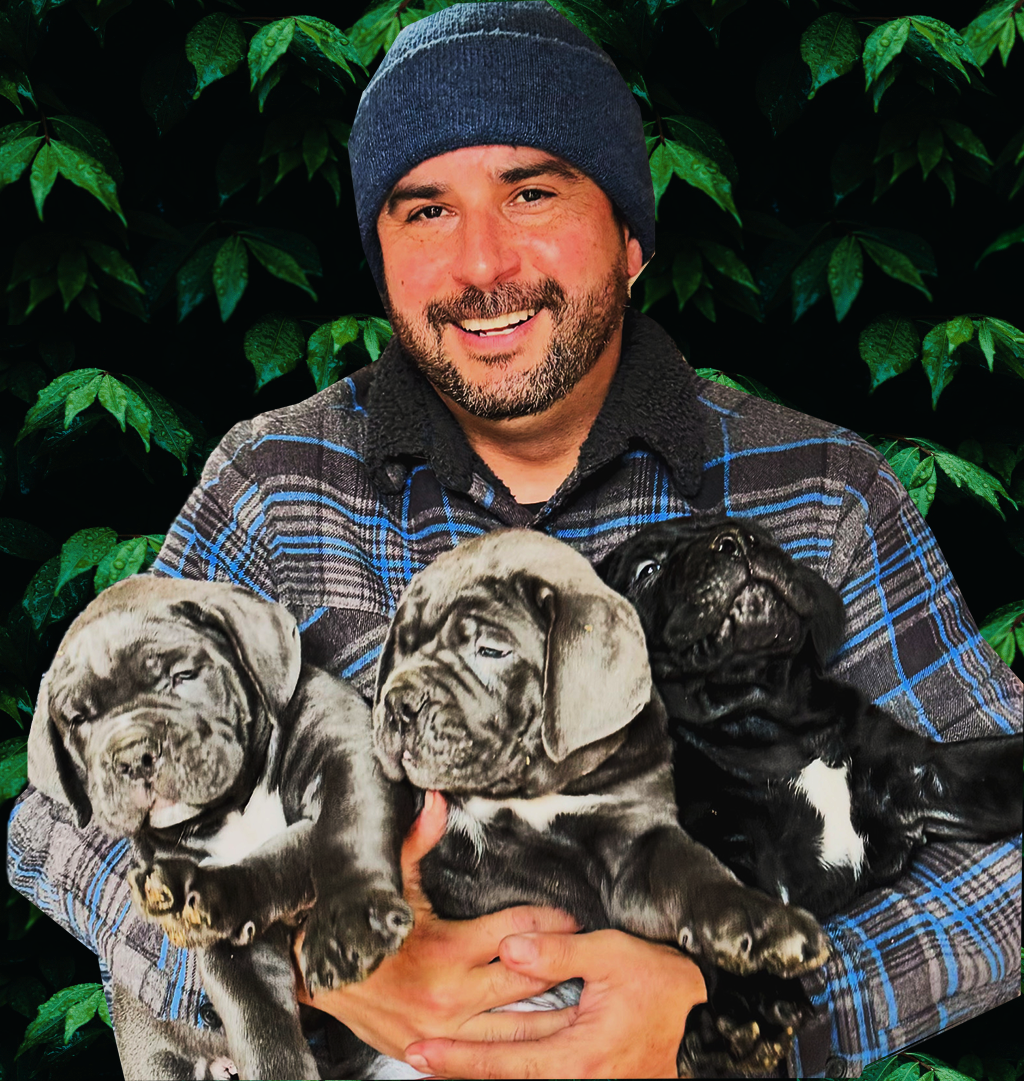 Available Cane Corso Puppies - King Corso Kennel